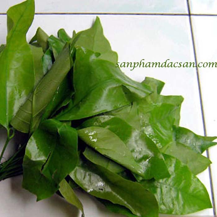 Rau Nhíp, Rau Bép Đặc Sản Rừng Tây Nguyên